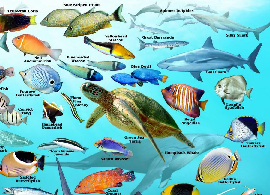 Hawaiian Fish Poster - Hawaii Coral Reef Creatures Poster – Franko Maps