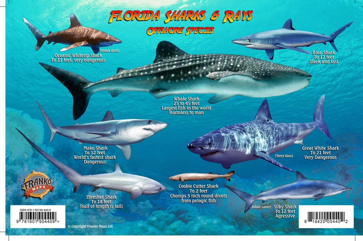 different sharks chart