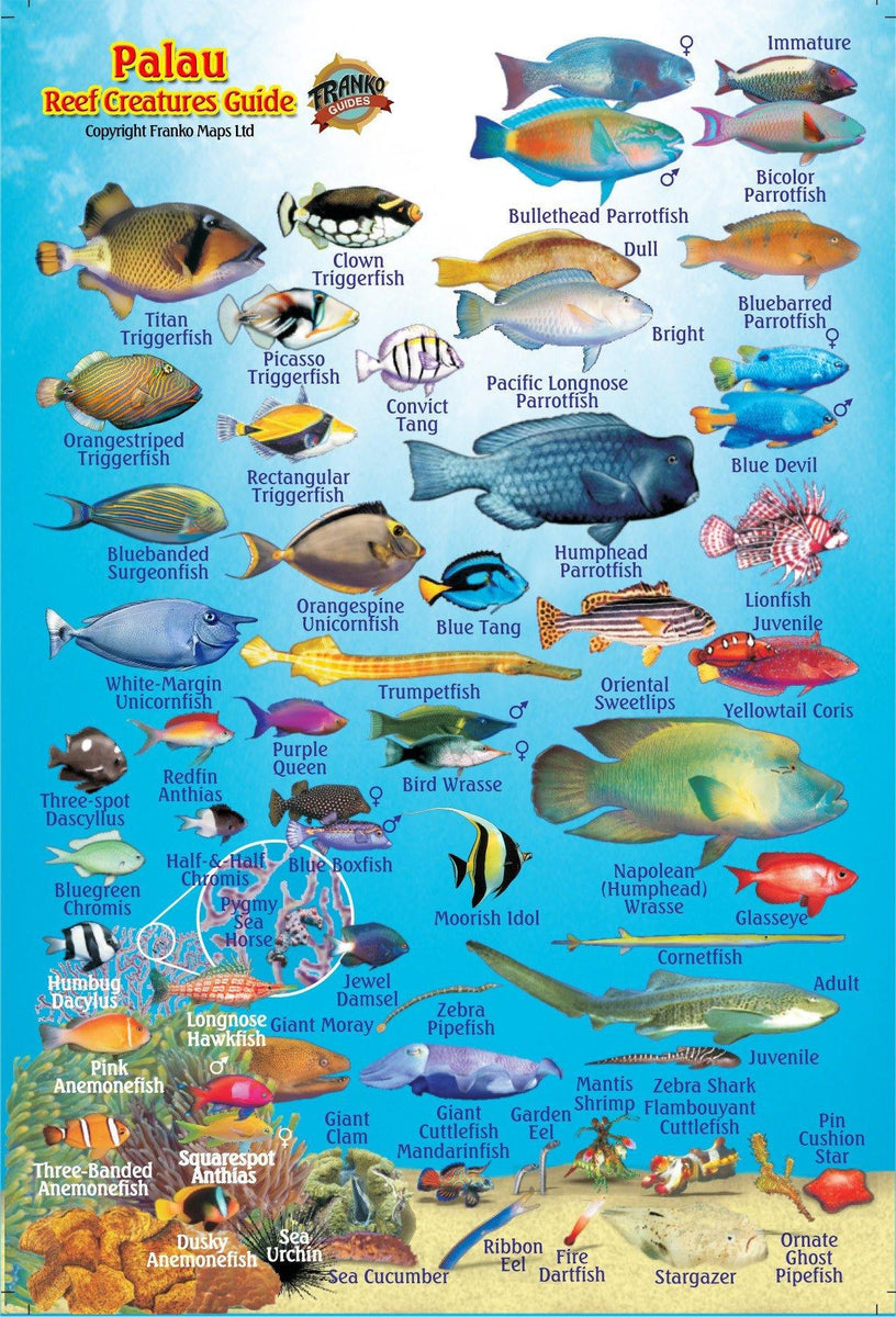 palau fish identification