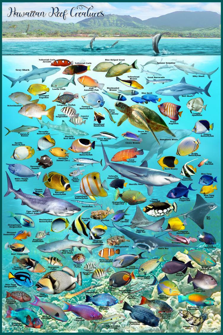 Hawaiian Fish Poster - Hawaii Coral Reef Creatures Poster – Franko Maps
