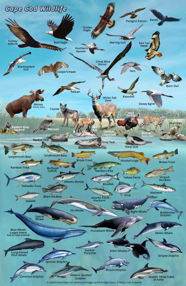 Cape Cod Visitor's Map & Wildlife Guide – Franko Maps