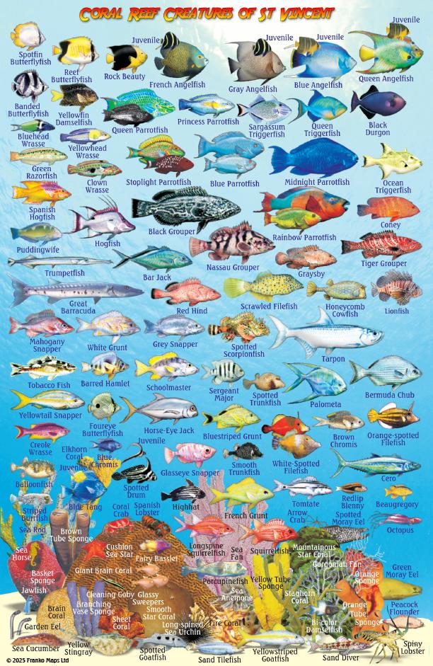 St. Vincent Fish Card – Franko Maps
