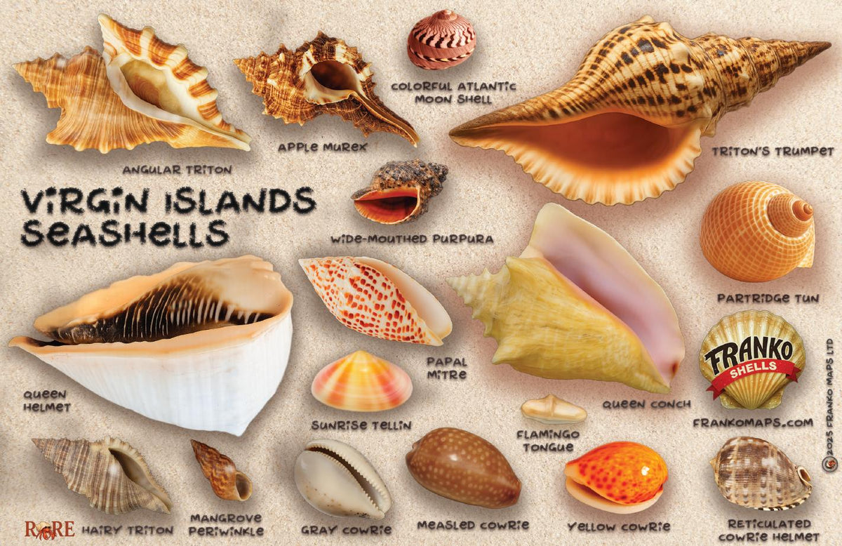 Virgin Islands Seashells Guide – Franko Maps