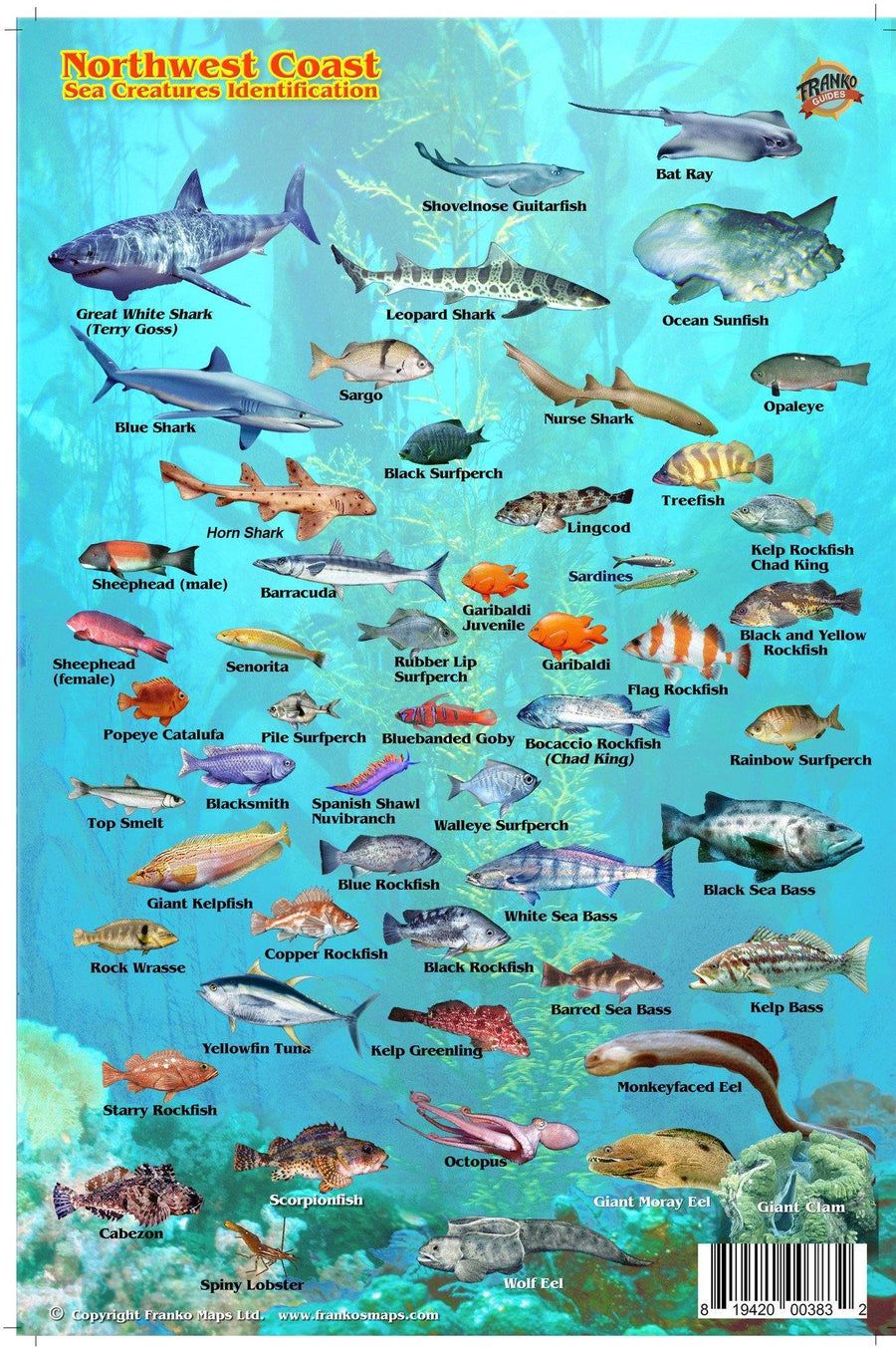 Pacific Northwest Coast Sea Creatures Card – Franko Maps