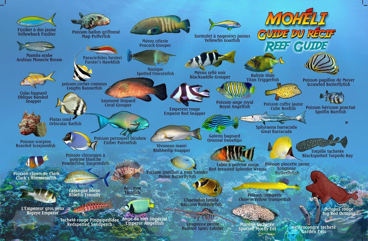 Moheli, Comoros Fish Card – Franko Maps