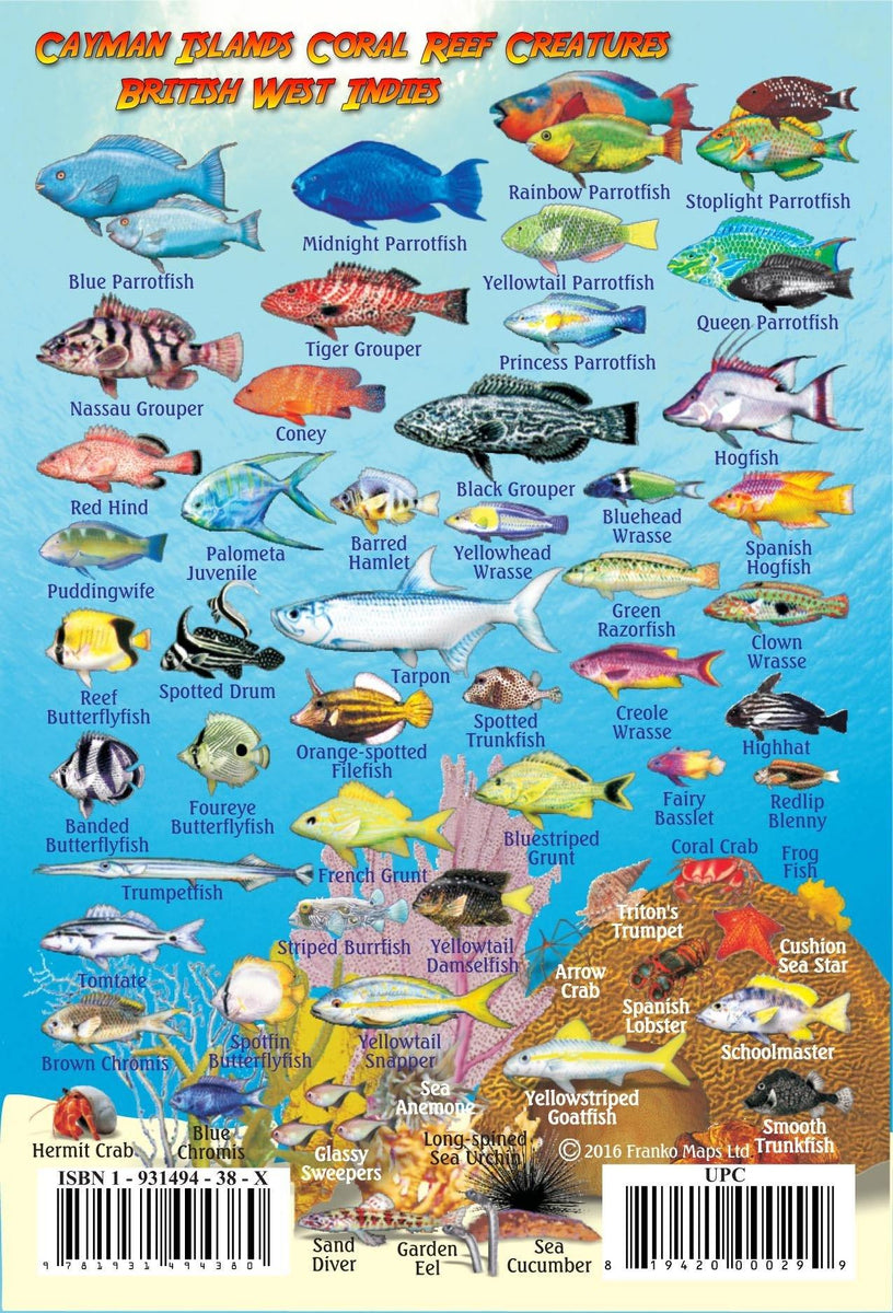 Cayman Islands Mini Fish Card – Franko Maps