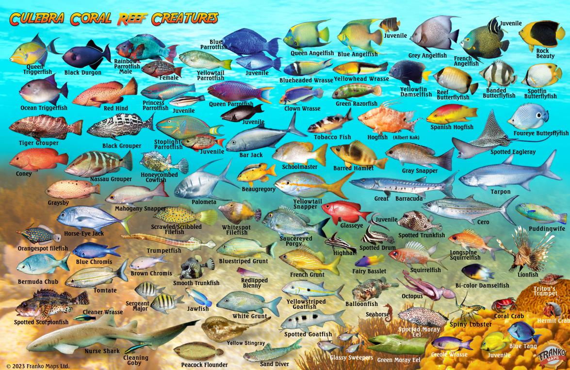 Culebra, Puerto Rico, Fish Card – Franko Maps