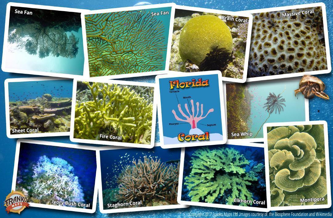 Florida Coral Guide Card – Franko Maps