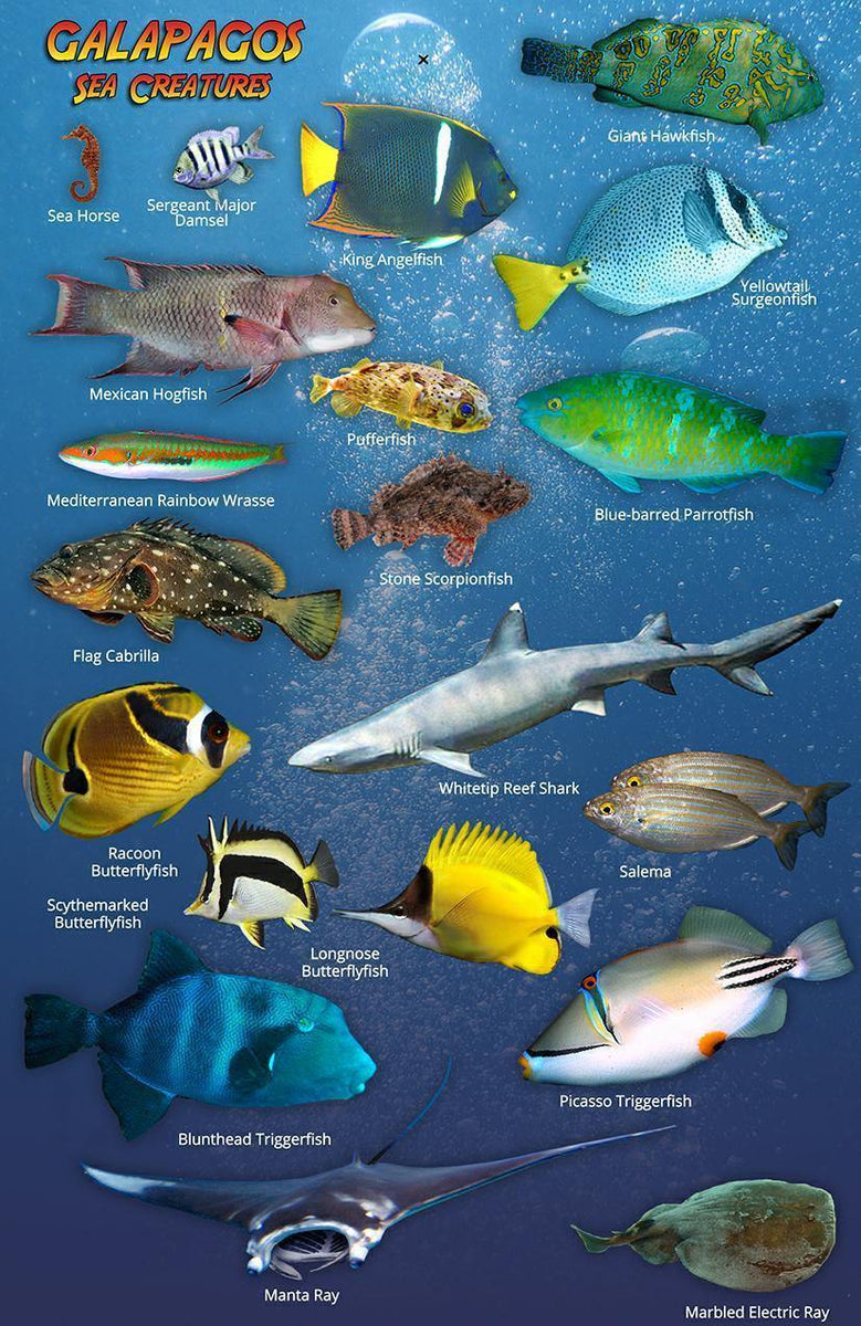 Galapagos Islands Fish Card – Franko Maps