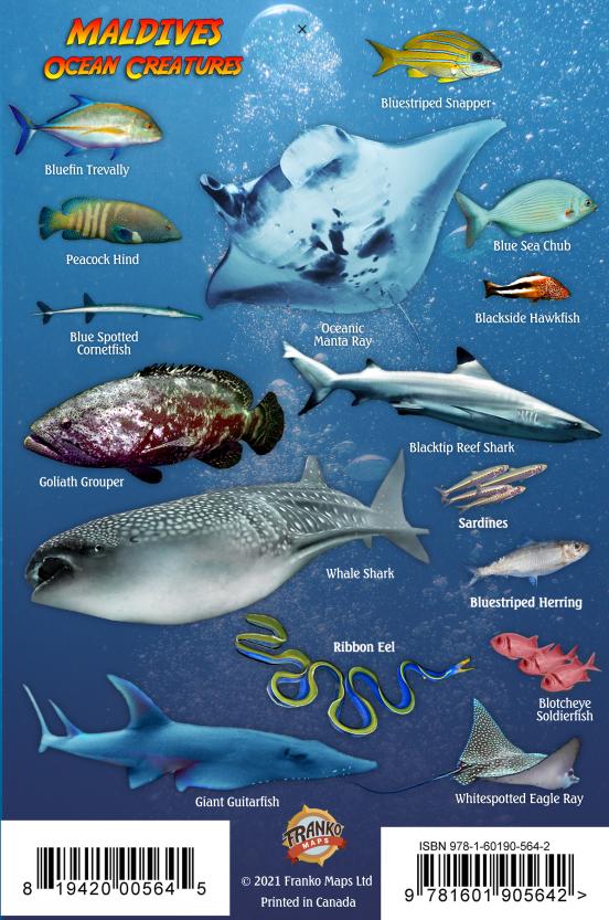 Maldives Mini Fish Card – Franko Maps