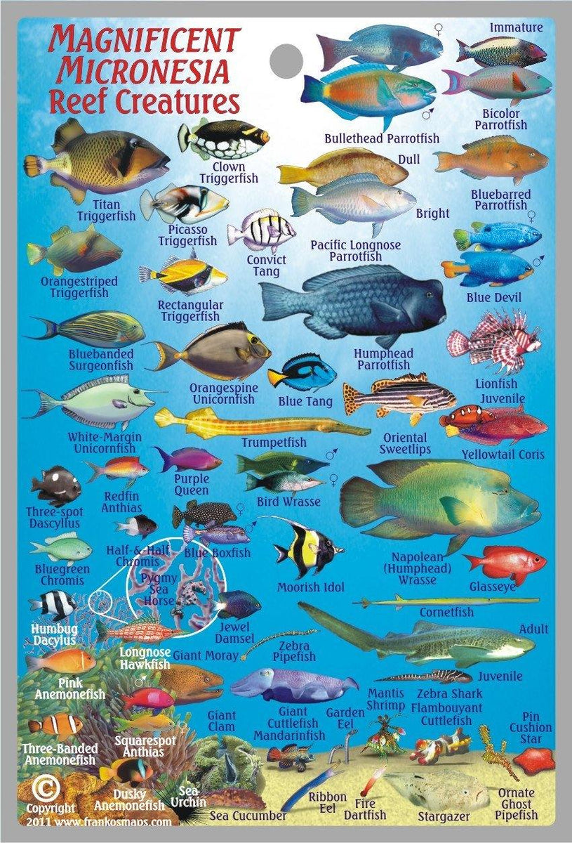 Micronesia Mini Fish Card – Franko Maps