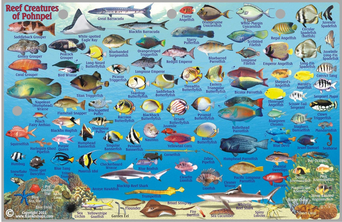 Pohnpei Fish Card – Franko Maps