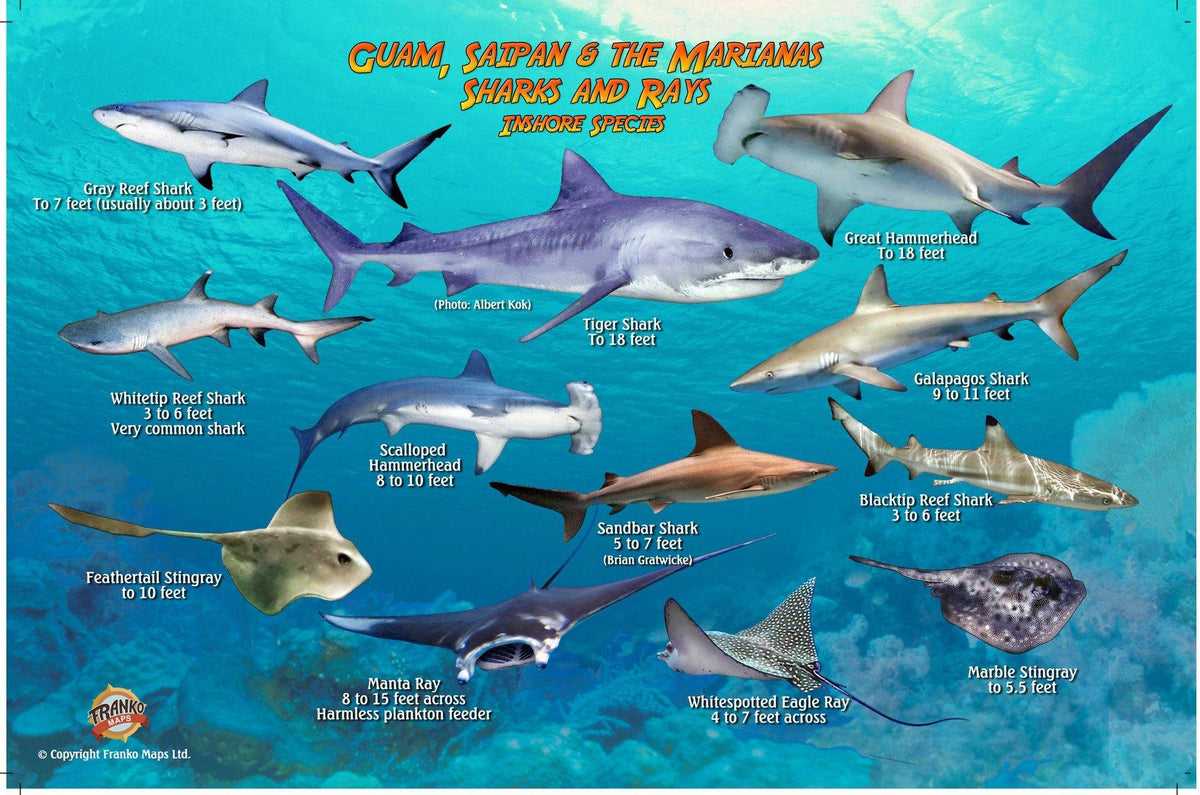 Guam, Saipan & The Marianas Sharks & Rays Card – Franko Maps