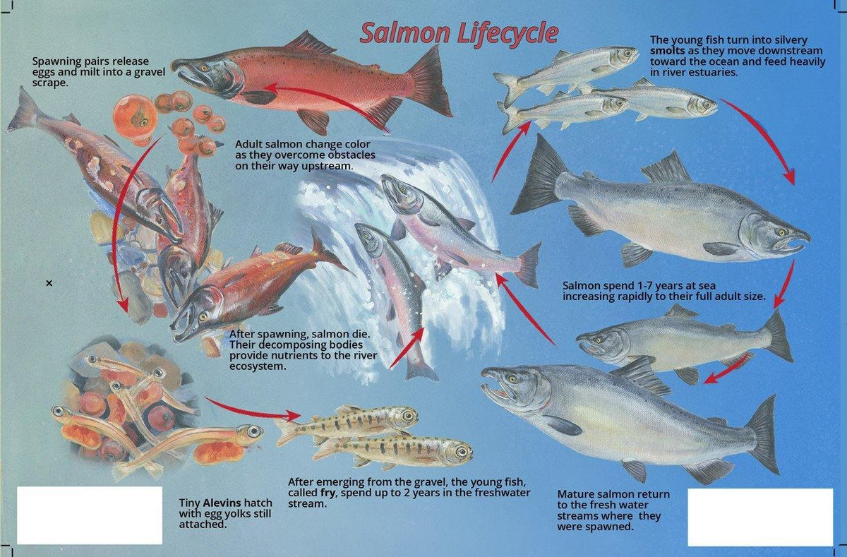 Pacific Northwest Salmon Lifecycle Card – Franko Maps
