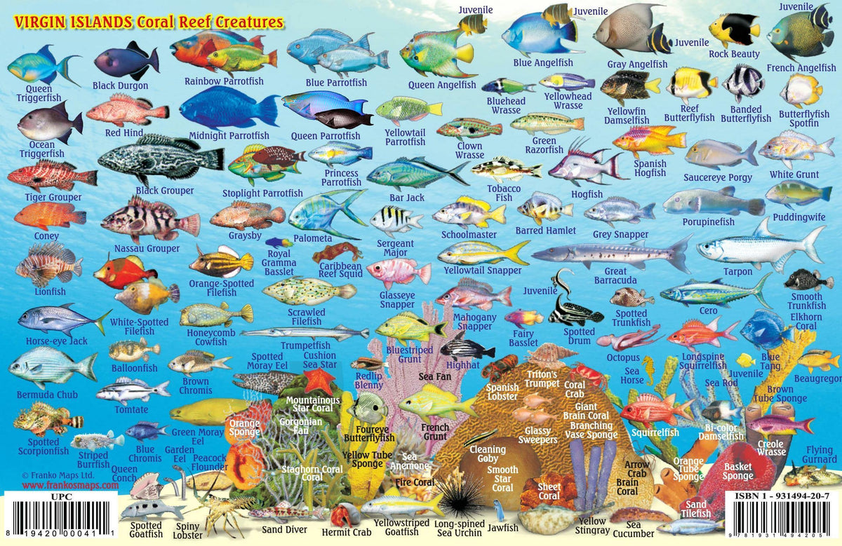 Virgin Islands mini Dive Map and Fish ID Card – Franko Maps