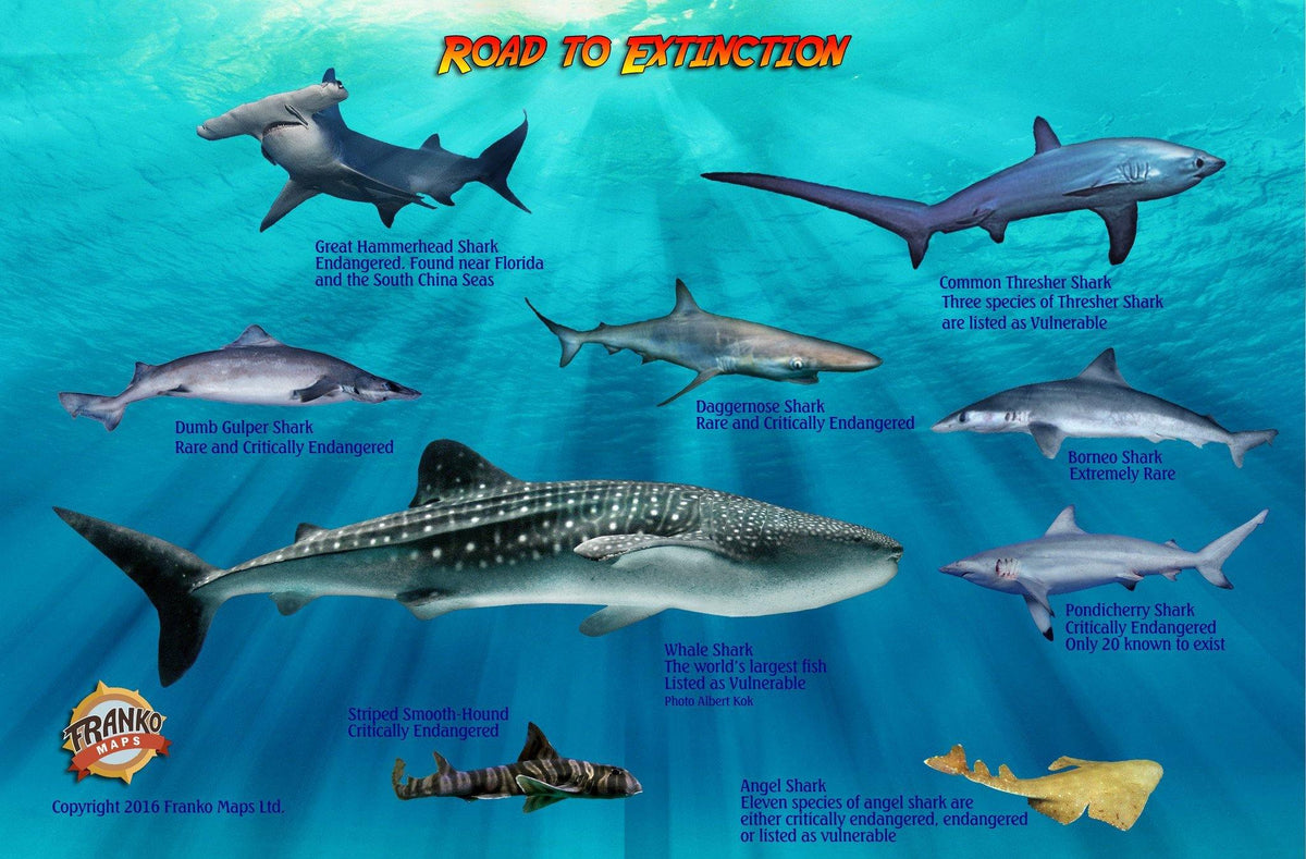 Road To Extinction Card – Franko Maps